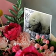 3drose, Polar Bears, 12 Greeting Cards with Envelopes - Walmart.com