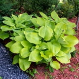 Giant Hosta Perennial Plant - 3 Bare Roots - Blue-Green and Yellow ...