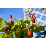 100 Seeds VESCA BARON STRAWBERRY Solemacher Berry Fragari Fruit Seeds ...