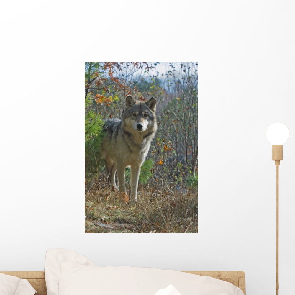 Gray Wolf Wall Mural by Wallmonkeys Peel and Stick Graphic (18 in H x ...