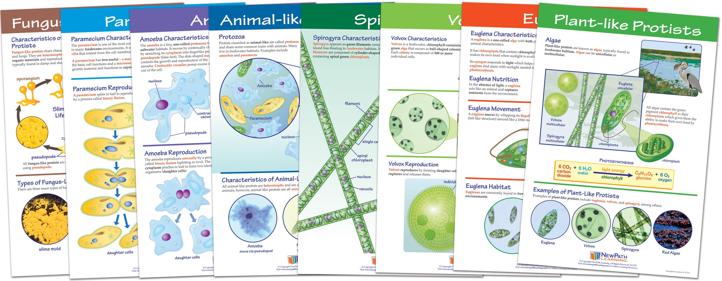 Protists Bulletin Board Chart Set - Set of 8 - Walmart.com
