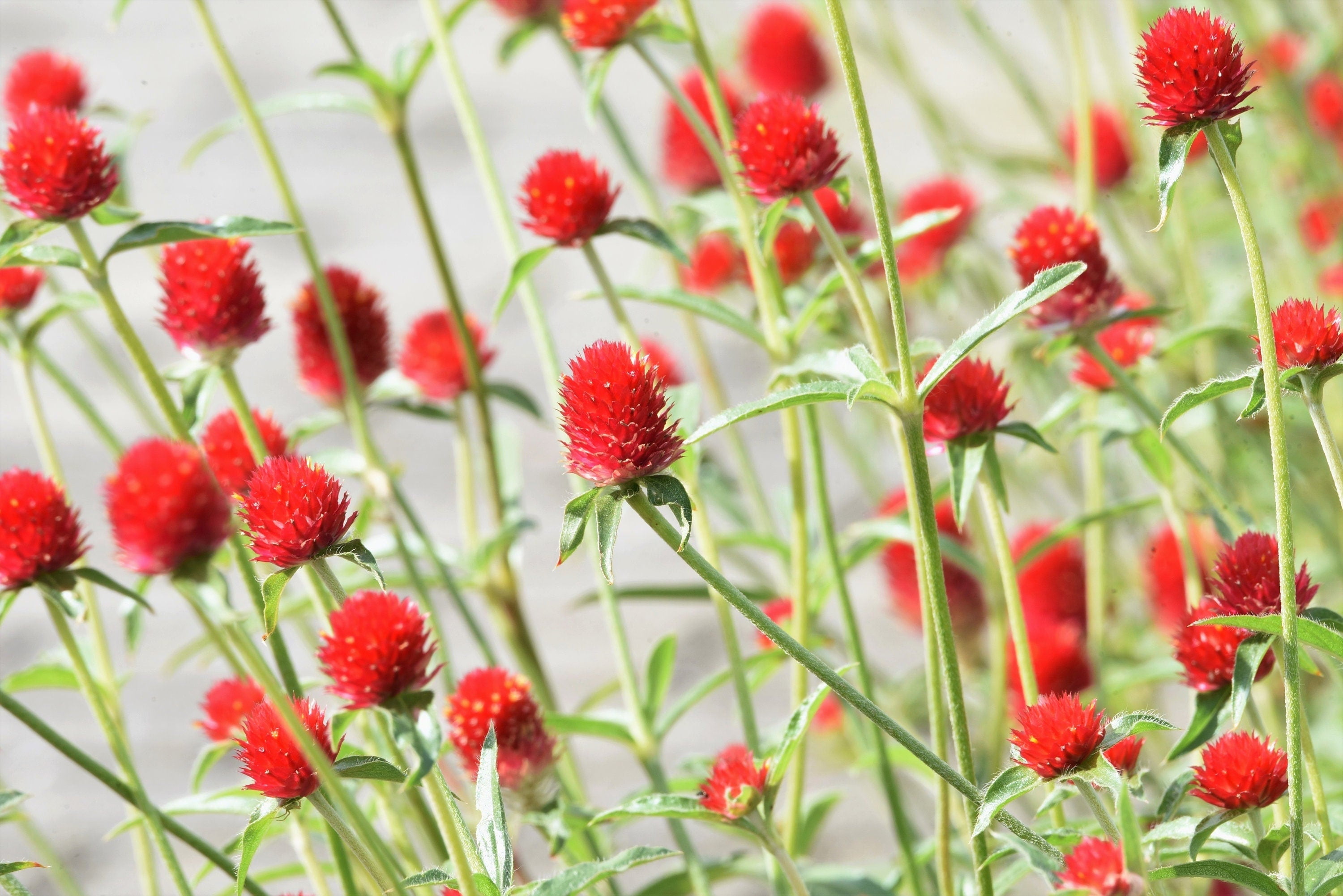 50 STRAWBERRY FIELDS GOMPHRENA Haageana Rio Grande Globe Amaranth ...