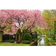 10 Seeds JAPANESE FLOWERING CHERRY Tree Oriental Prunus Serrulata ...