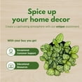 White Star Fittonia Albivenis Nerve Plant, 4 inch, Silver Net Leaf ...