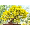 Paperbark Maple Tree Seeds for Planting - Stunning Peeling Cinnamon ...