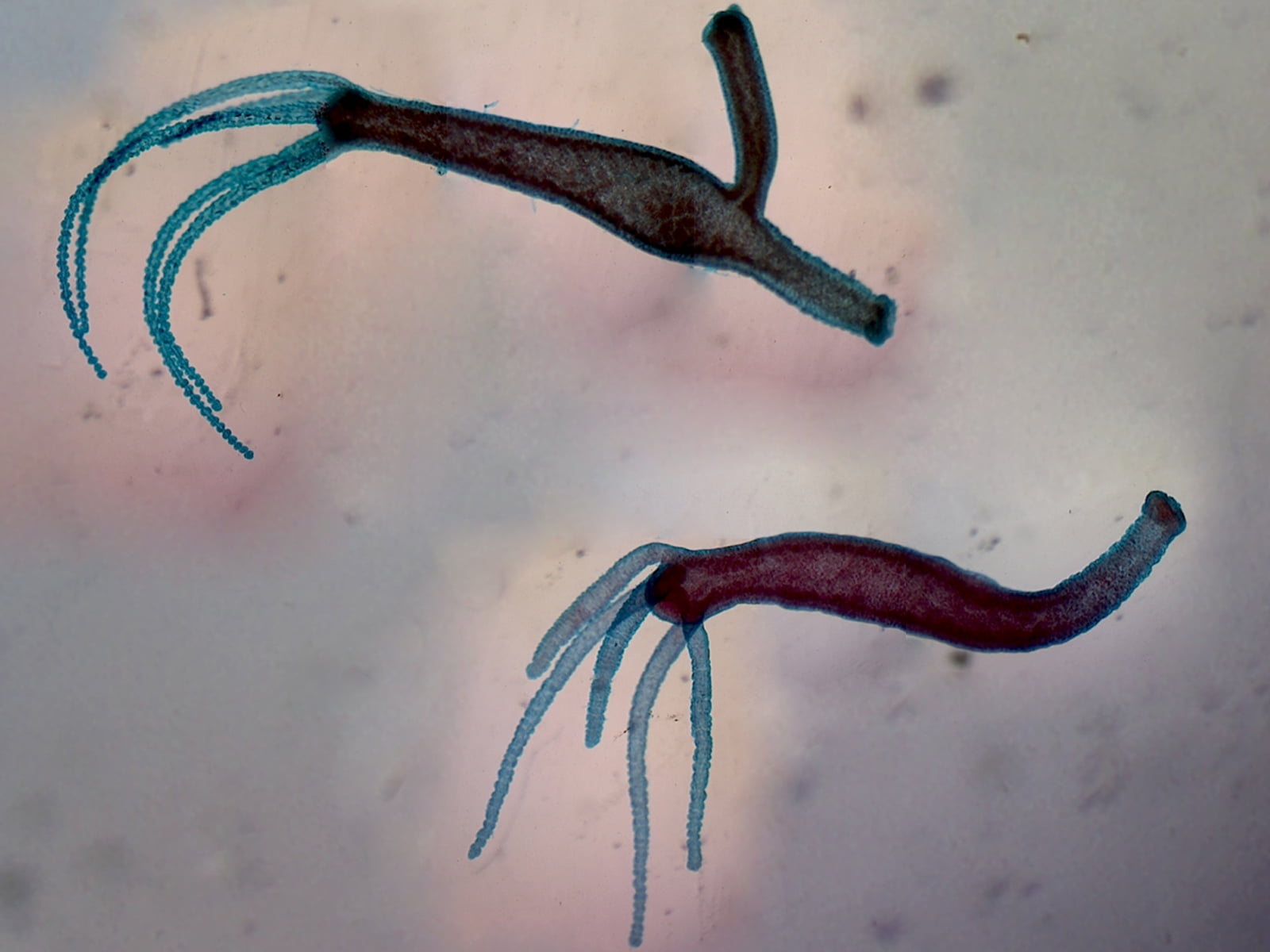 GSC International PS0413 Hydra Adult with Bud and Hydra Adult without ...