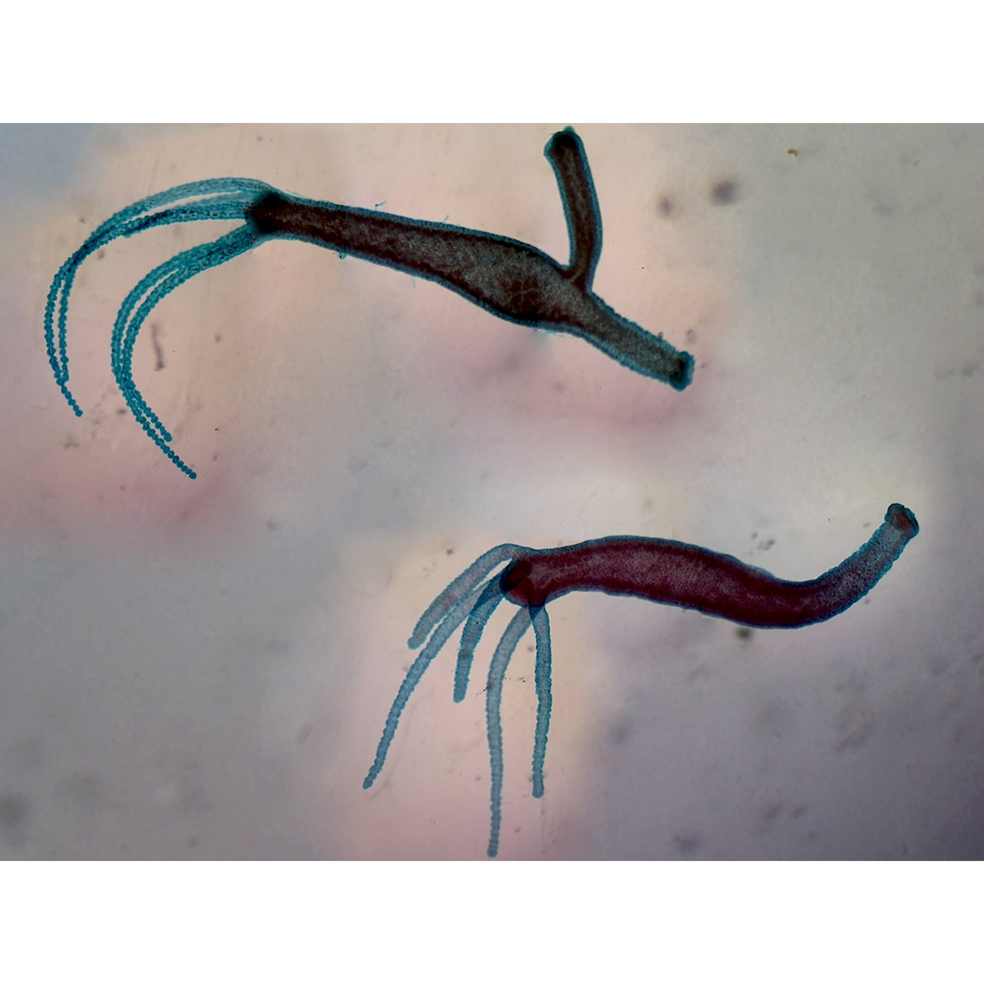 Hydra Budding Under Microscope