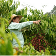Cafe Duran Tradicional - Ground Medium Roast Coffee Freshly Imported ...