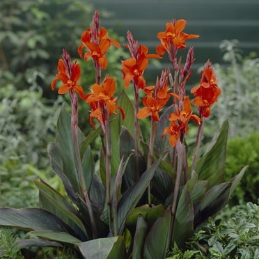 Van Zyverden Fritillaria Rubra Set of 3 Bulbs Orange Part Sun - Walmart.com