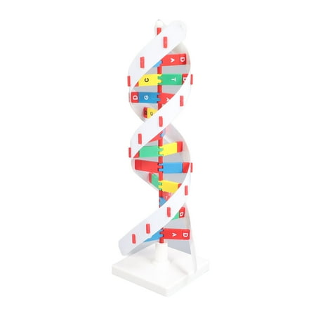 DNA Model Kit, Human DNA Model Toy Detachable Double Spiral Clear ...