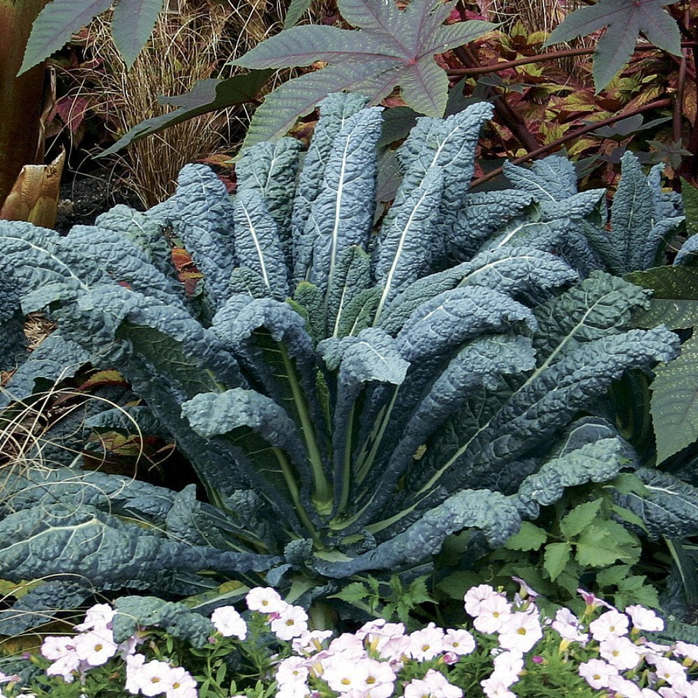 Dinosaur Lacinato Blue/Tuscan Kale Plant - 2.5" Pot - Winter Hardy ...