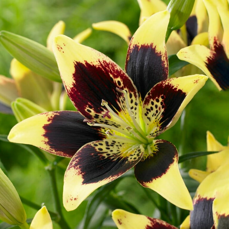 Yellow Asiatic Lily Plant