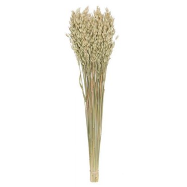 Vickerman 36-40" Long Stem Bell Grass with Basil Colored Seed Pods, 2 ...