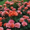 Heirloom Roses - Easy Does It™ Floribunda Rose Plant - Walmart.com