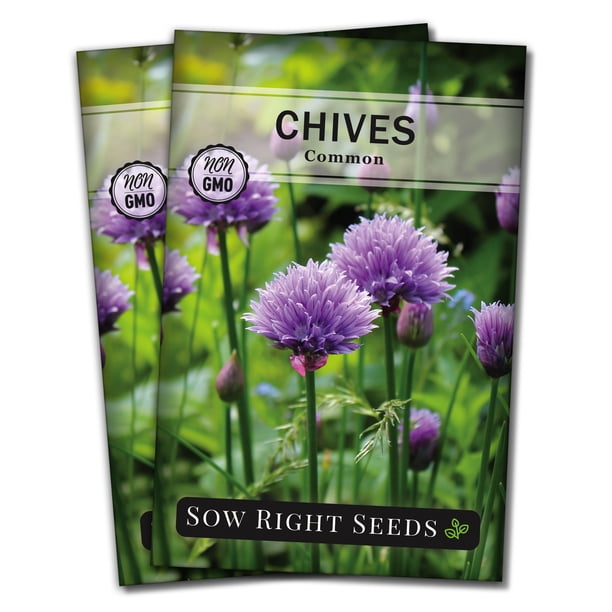 Common Chives Seeds for Planting - Non GMO Heirloom Varieties for your ...