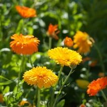 Calendula Seeds - Sunset Mix - 1/4 Pound - Orange/Yellow/Red Flower ...