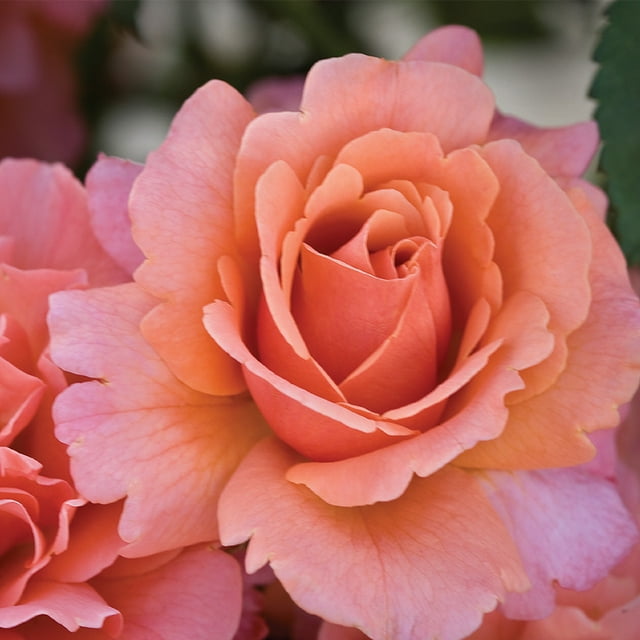Heirloom Roses - Easy Does It™ Floribunda Rose Plant - Walmart.com