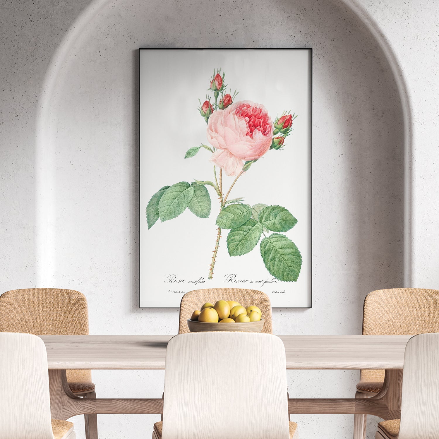 Cabbage Rose - 1759–1840 | Pierre-Joseph Redouté | Premium Fine Art ...