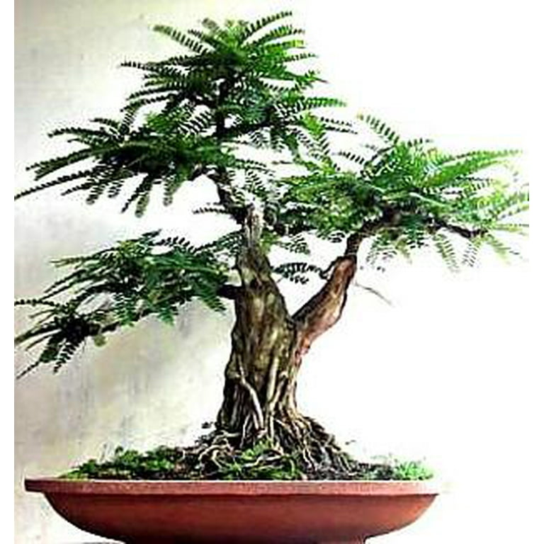 Tamarindus Indica Bonsai