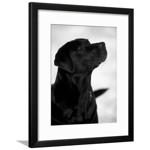 Black Labrador Retriever Looking Up, Animals Framed Art Print Wall Art ...
