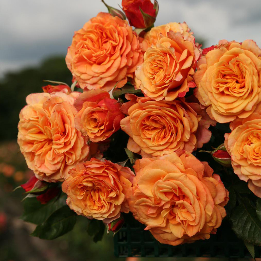 Heirloom Roses - Apricot Nectar Grandiflora Rose Bush - Fragrant Rose ...