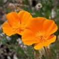 Earthcare Seeds - California Poppy 700 Seeds (Eschscholzia Californica ...