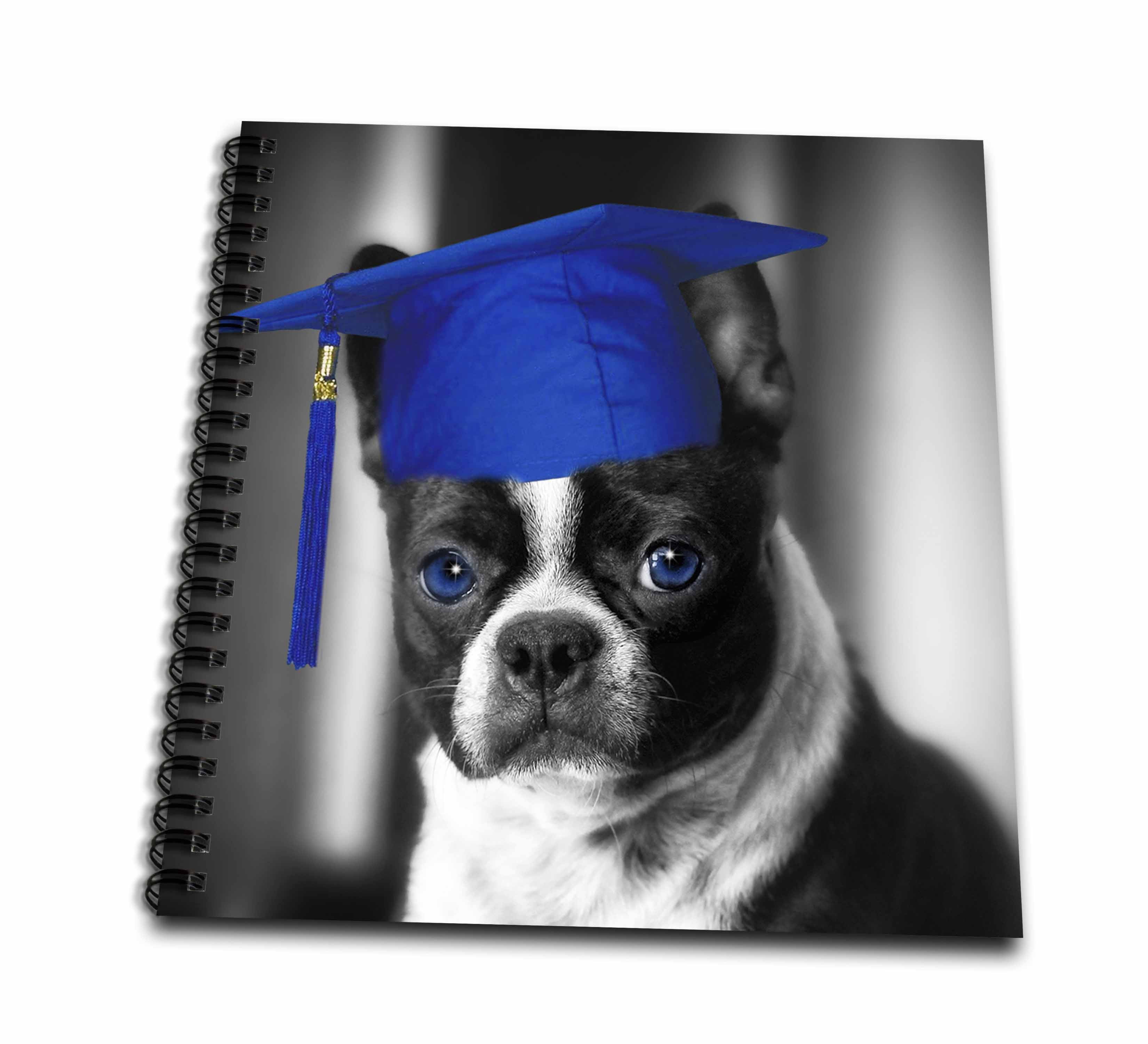 3dRose Cute French Bull Dog in a Royal Blue Graduation Hat Tinted ...