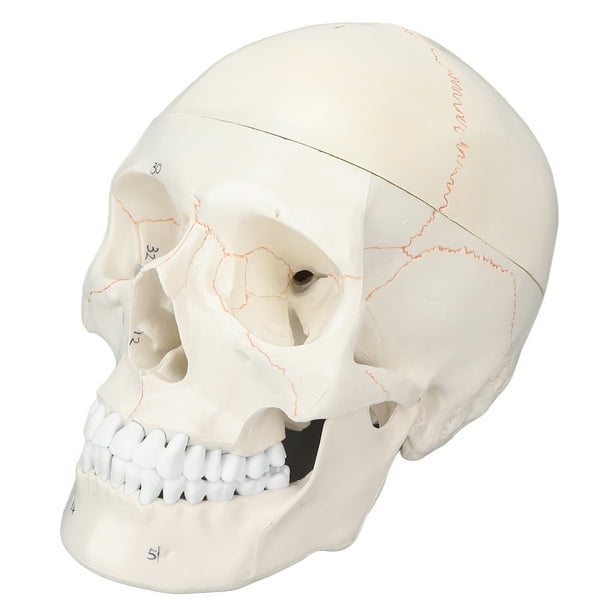 Human Skull Anatomical Model,Skull Model Life Size Human Skull Model ...