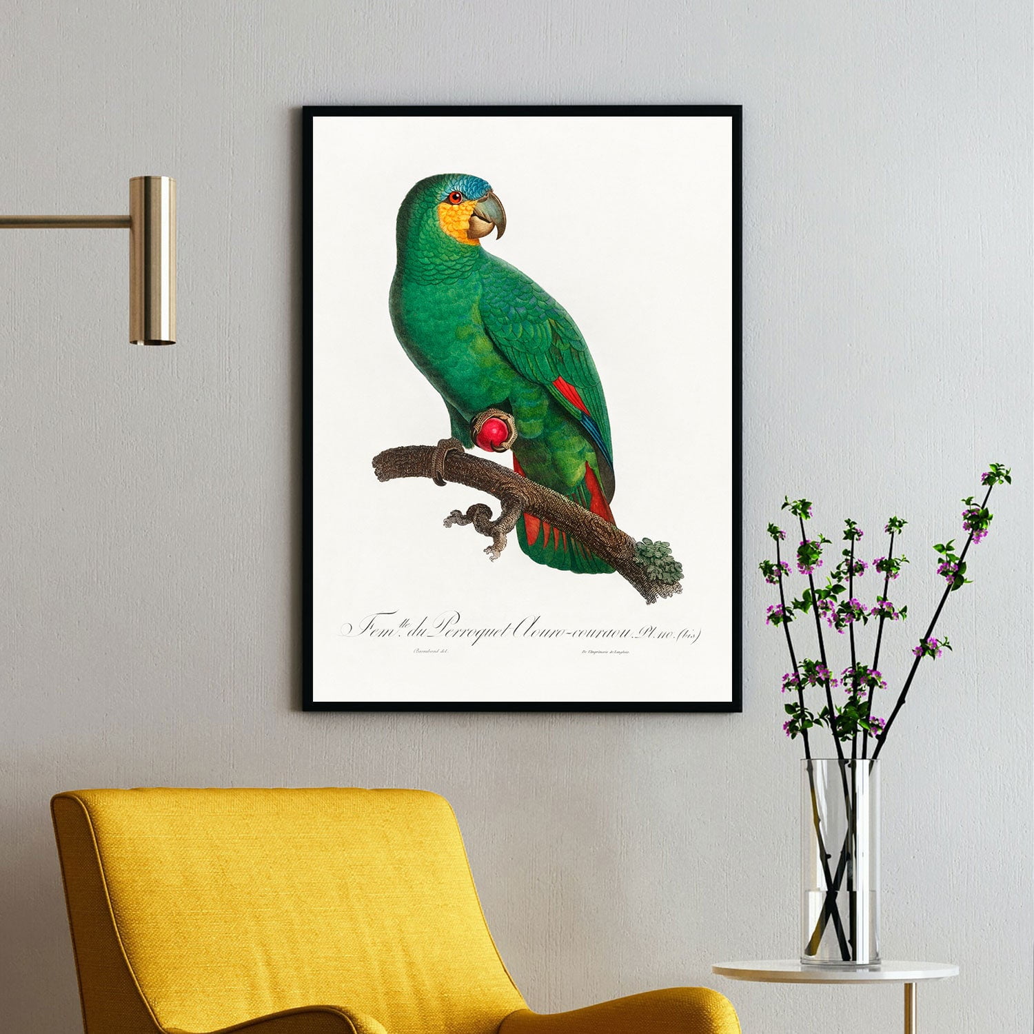 The Orange-Winged Amazon, Amazona Amazonica - 1801—1805 | Francois ...