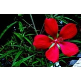 Seedville 10 Red Texas Star Hibiscus Flower Seeds, Huge Red Flowers ...
