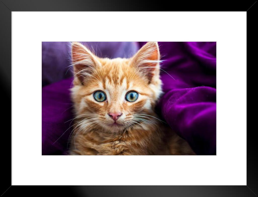 Inspirational Cat Poster