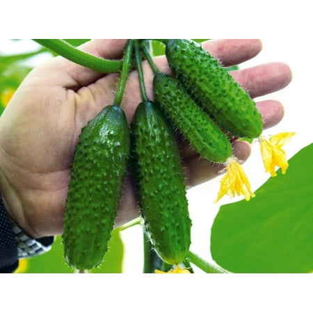 sUP - 20+ Cucumber Vine Grape - Vegetable Green | Walmart Canada