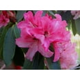50 Rosebay RHODODENDRON Maximum White Pink Laurel Bush Shrub Flower ...