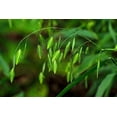 100 NORTHERN SEA OATS Grass Inland Chasmanthium Seeds - Walmart.com