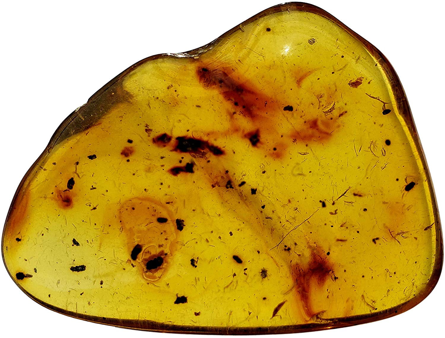 Colombian Amber Fossil Specimen with Insect Nepal | Ubuy