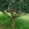 National Plant Network 3 gal. Camellia Red Twister Shrub - Walmart.com
