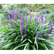 50 Mixed Colors VERONICA SIGHTSEEING MIXTURE (Spike Speedwell) Veronica ...