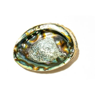 Giant 22" White and Gray Clam Shell Tridacna Gigas, Large Seashell ...