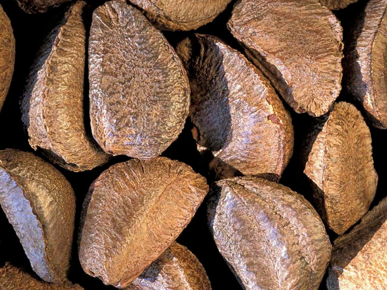 Brazil Nuts- Raw in-shell and Large 1 LB - Walmart.com