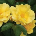 Heirloom Roses Yellow Shrub Rose Bush Live Plants, Fragrant Plants for ...