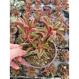 Red Taco Plant, 4 inch Peperomia graveolens Ruby Glow - Walmart.com