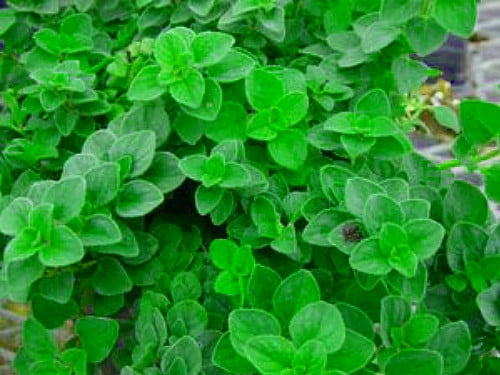 Hot & Spicy Oregano - Potted Herb - Lives Up To It's Name - 3" Pot ...