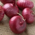 TomorrowSeeds, Ruby Red Onion Seeds, 1000+ Count for 2026 Planting ...