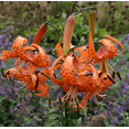 2 Large Lilium Tiger Lily Bulbs Lancifolium-Splendens Lily Bulb Orange ...