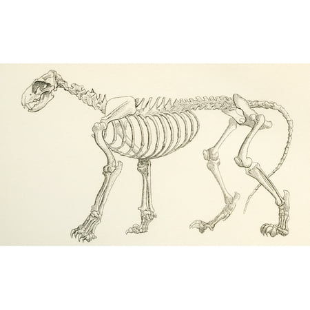 Skeleton of a lion, Panthera leo. From The National Encyclopaedia ...