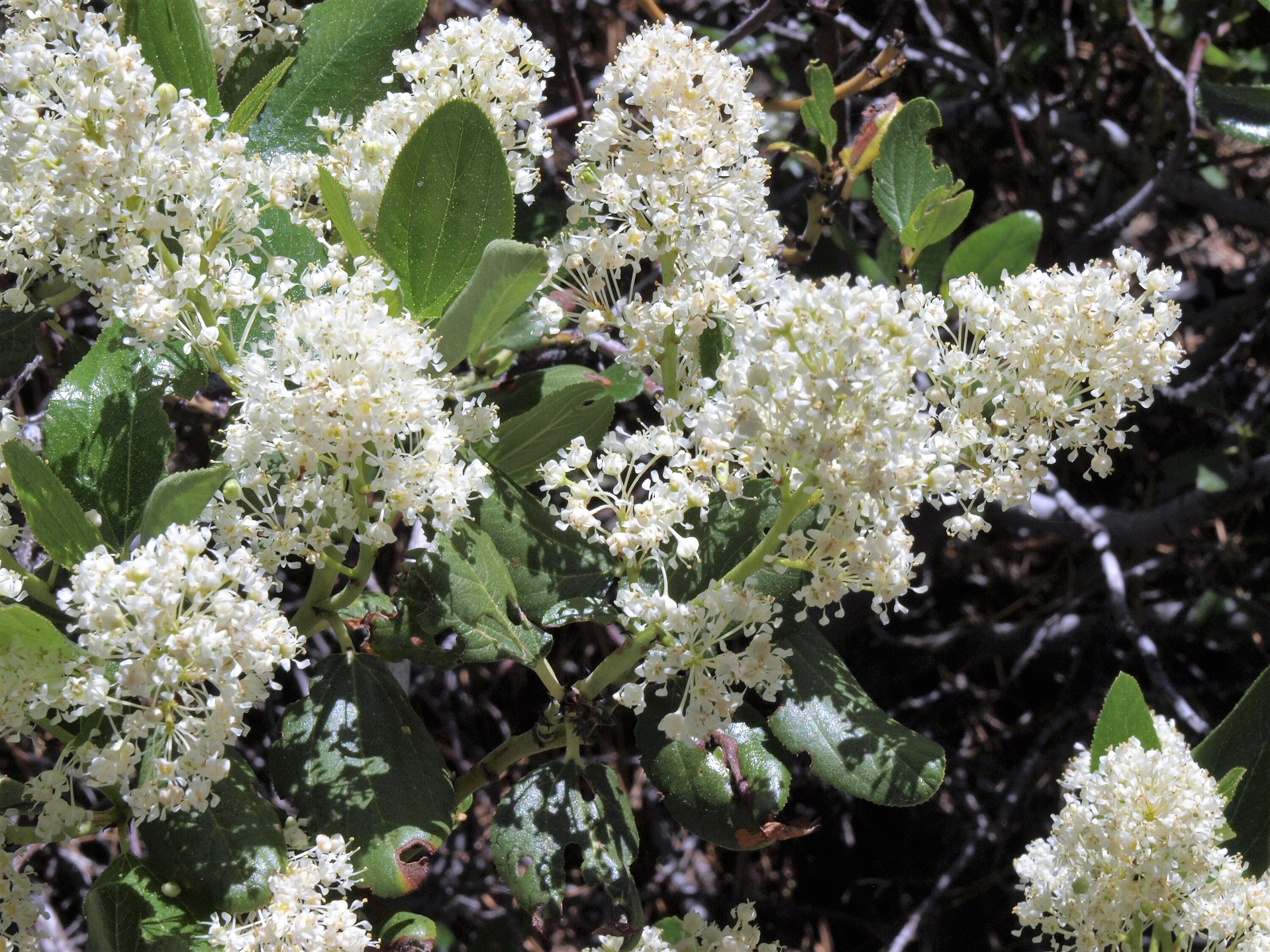 20 White SNOWBRUSH Ceanothus Velutinus aka Mountain Balm or Buckbrush ...