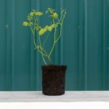 Heirloom Roses - Lady Mitchell™ English Legend Rose Plant - Walmart.com