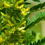 Astragalus Seeds - Milk Vetch Herb Seed - 200 Seeds - Walmart.com
