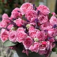 Heirloom Roses Live Plant - Fragrant Pink Arborose Kiss Me Kate ...