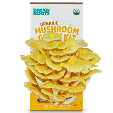 Back to the Roots Organic Oyster Mushroom Grow Kit, Harvest Gourmet ...